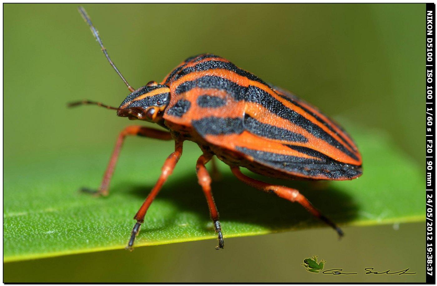 Graphosoma semipunctatum , Natura Mediterraneo | Forum Naturalistico