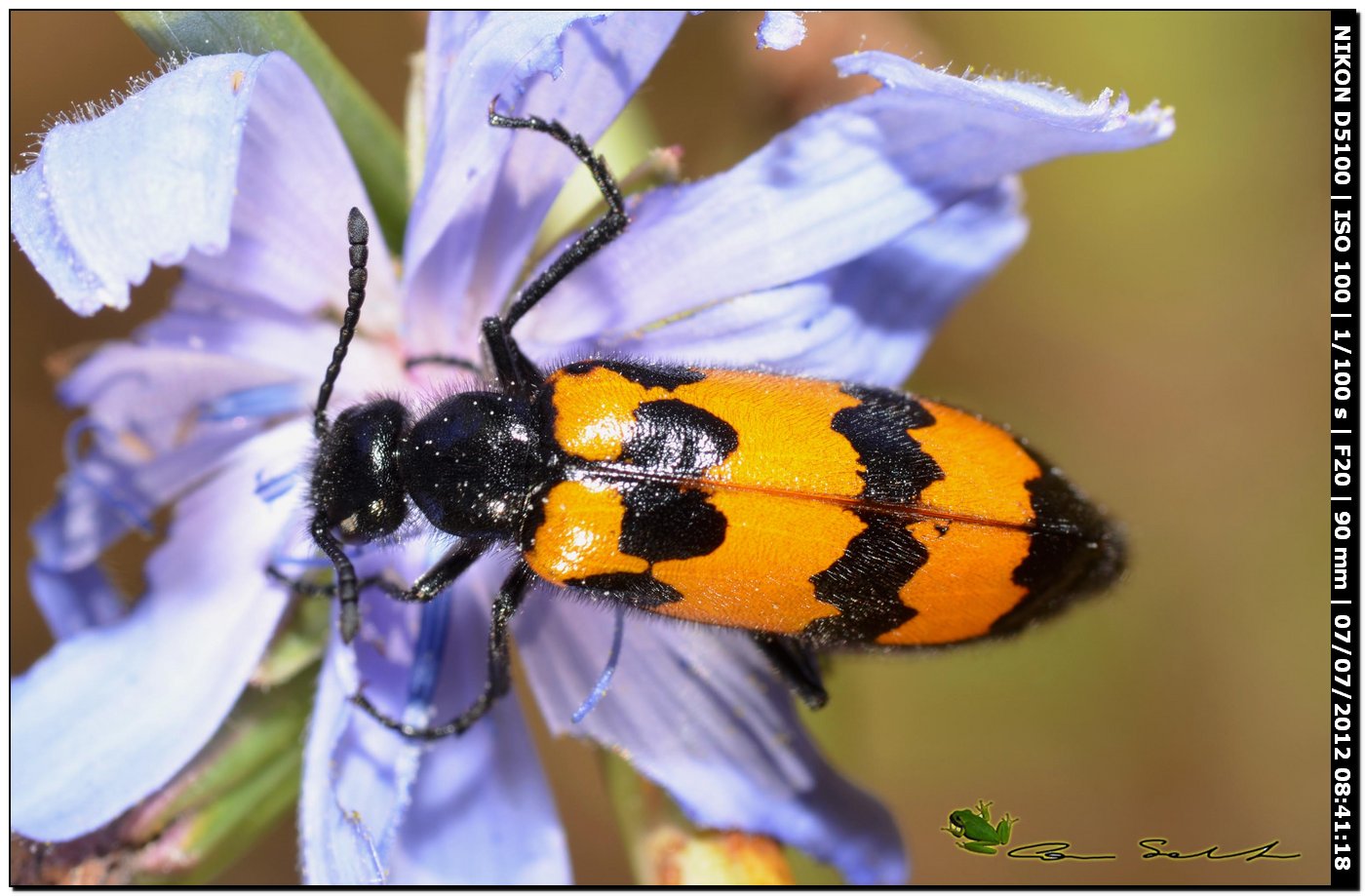 Meloidae, Mylabris variabilis , Natura Mediterraneo | Forum Naturalistico