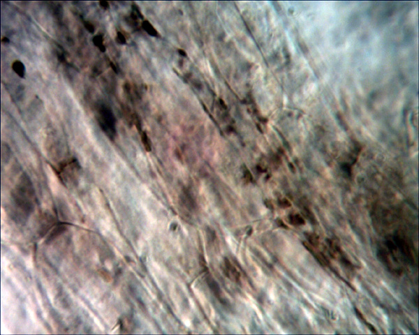 Cortinarius lucorum , Natura Mediterraneo | Forum Naturalistico