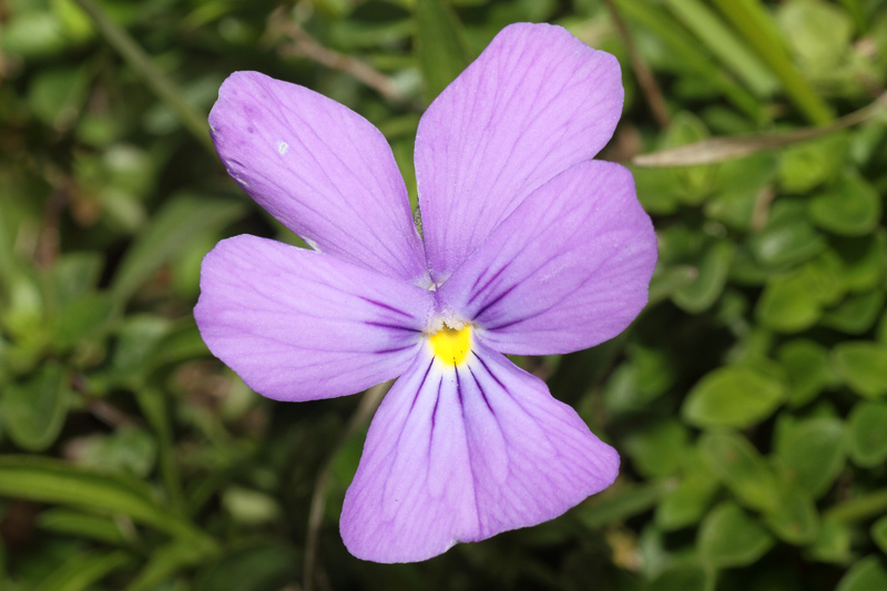 Viola bertolonii / Viola di Bertoloni , Natura Mediterraneo | Forum ...