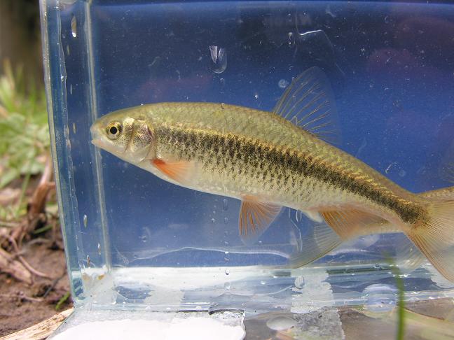 Rovella (Rutilus rubilio) , Natura Mediterraneo | Forum Naturalistico