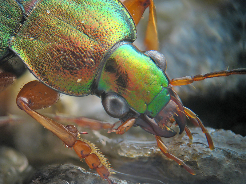 Chlaenius velutinus? No, Chlaeniellus nitidulus , Natura Mediterraneo ...