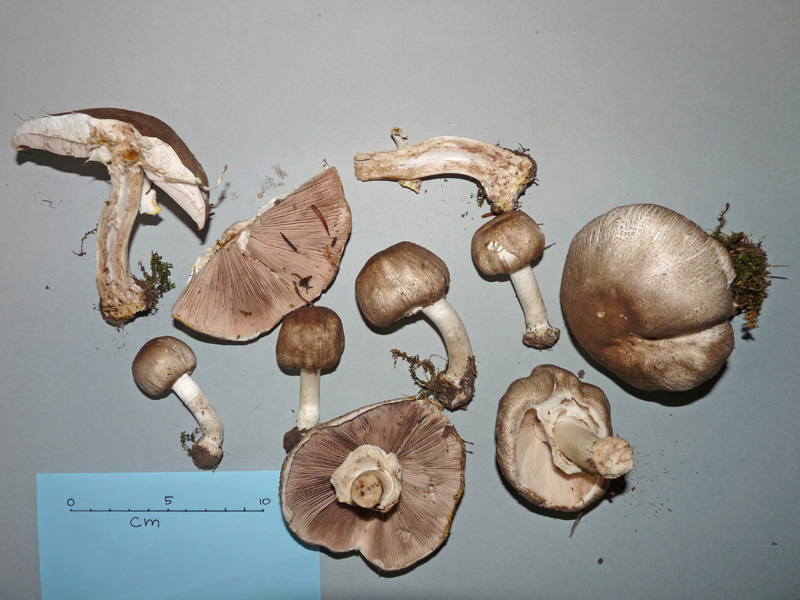 tre funghi , Natura Mediterraneo | Forum Naturalistico