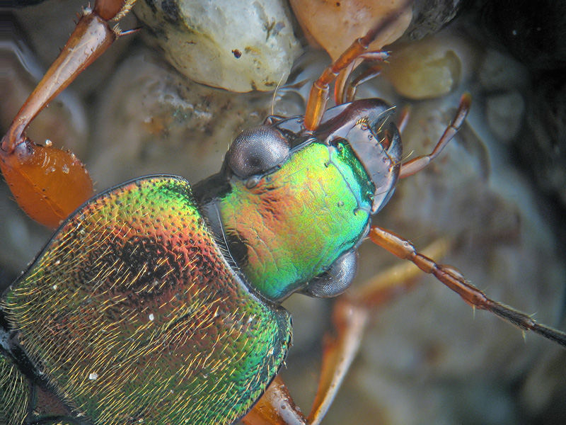 Chlaenius velutinus? No, Chlaeniellus nitidulus , Natura Mediterraneo ...