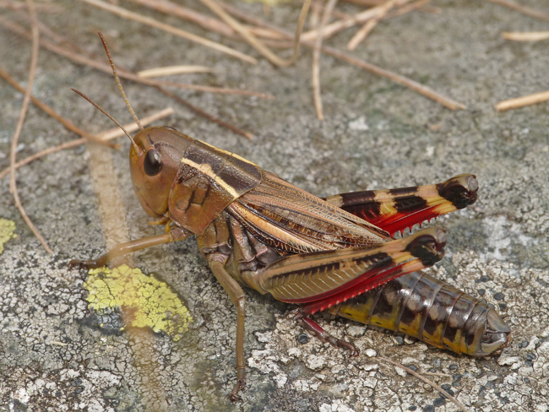 Cavallette del Paglione , Natura Mediterraneo | Forum Naturalistico