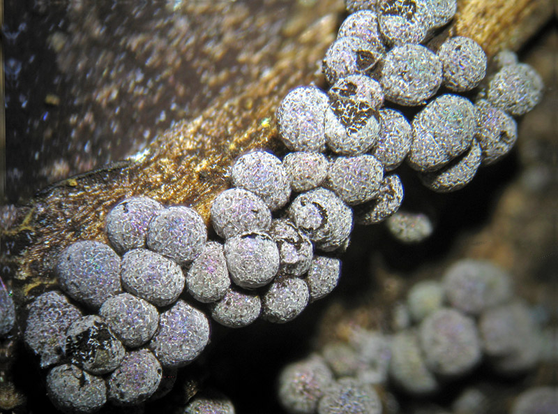 Badhamia sp. ? , Natura Mediterraneo | Forum Naturalistico