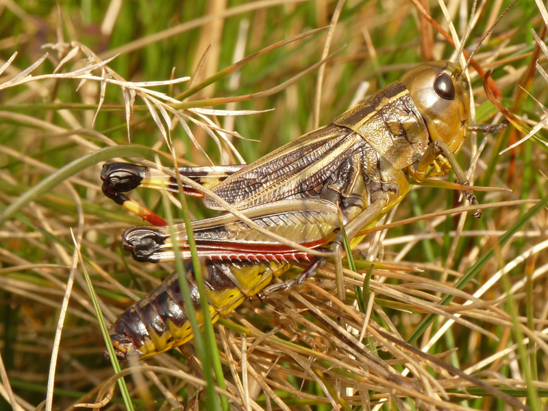 Cavallette del Paglione , Natura Mediterraneo | Forum Naturalistico