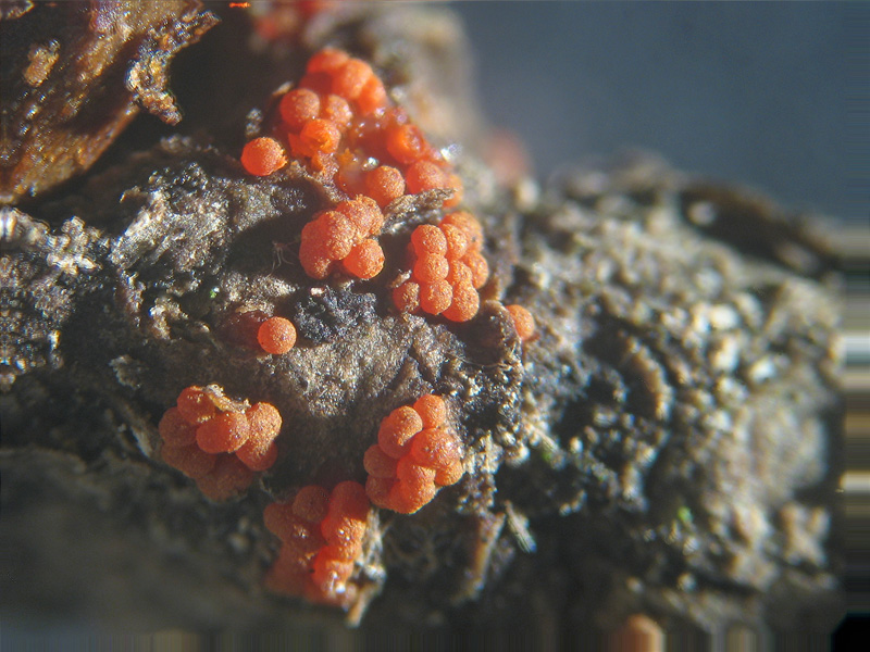 Nectria , Natura Mediterraneo | Forum Naturalistico