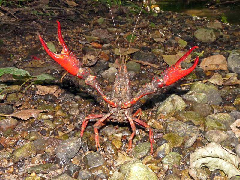 Procambarus clarkii , Natura Mediterraneo | Forum Naturalistico
