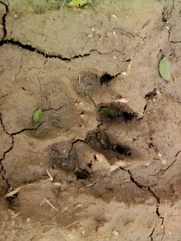 impronta del lupo? , Natura Mediterraneo | Forum Naturalistico