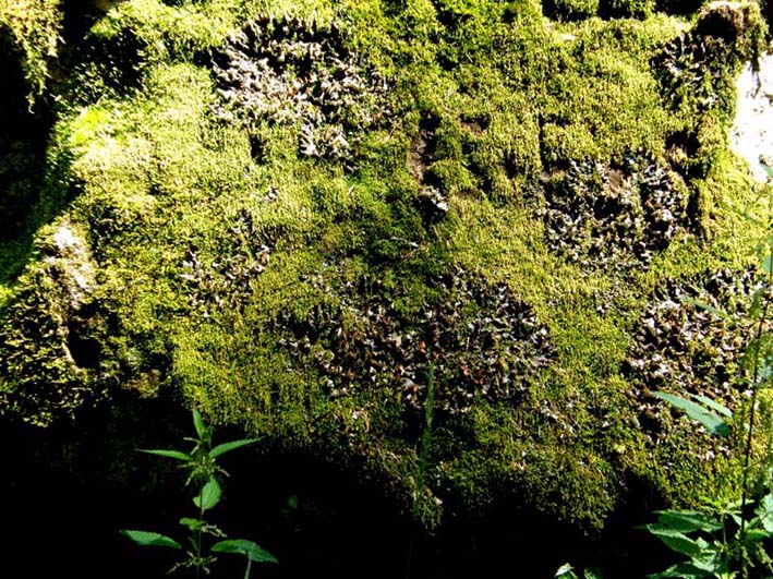 Peltigera sp. ? , Natura Mediterraneo | Forum Naturalistico