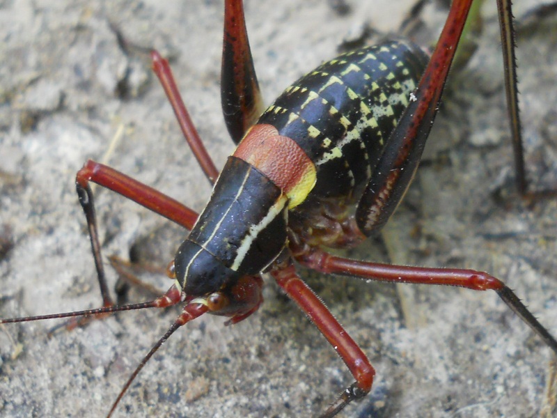 Cavallette "Colli Euganei "" , Natura Mediterraneo | Forum Naturalistico