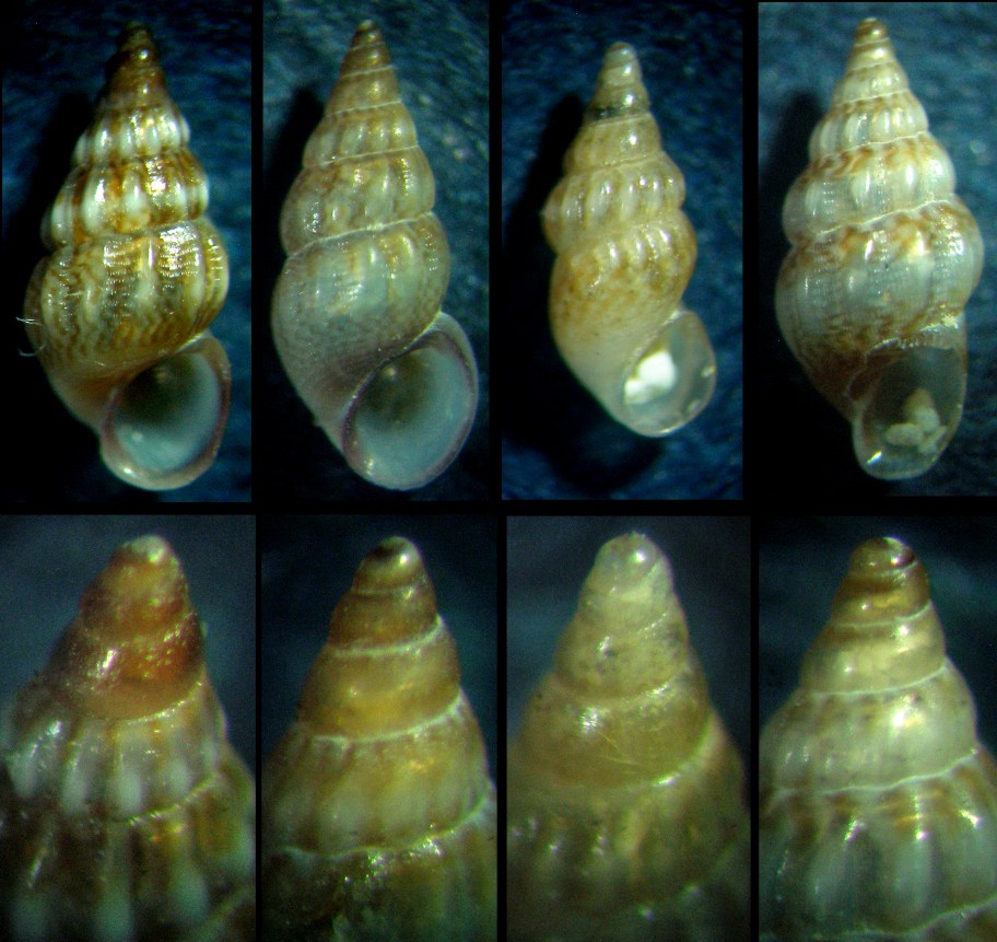 Rissoa guerini , Natura Mediterraneo | Forum Naturalistico