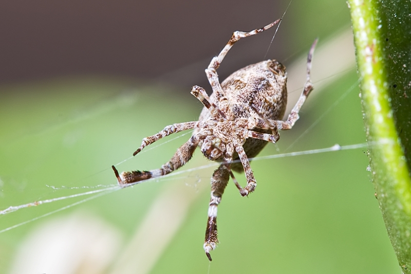 Uloborus plumipes , Natura Mediterraneo | Forum Naturalistico