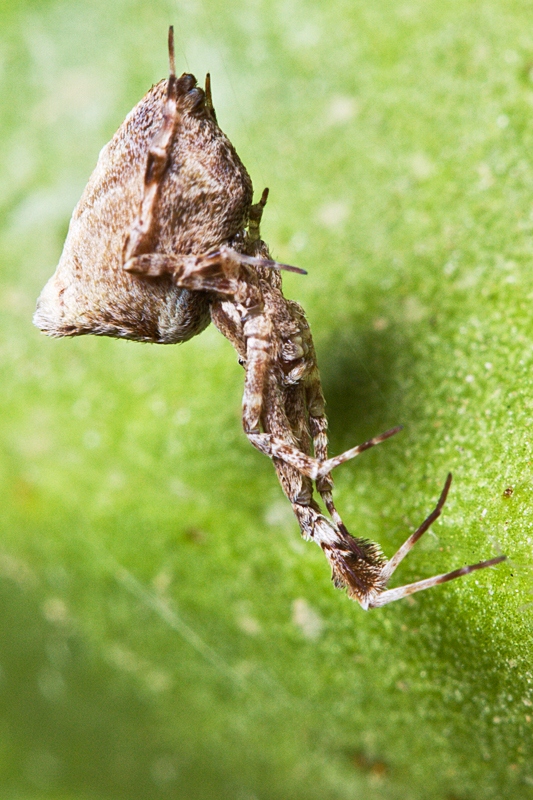 Uloborus plumipes , Natura Mediterraneo | Forum Naturalistico