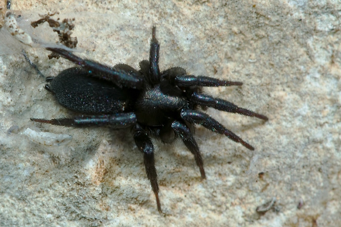 Zelotes sp. , Natura Mediterraneo | Forum Naturalistico
