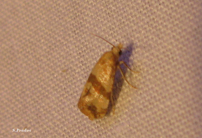 aiutare a identificare piccola falena , Natura Mediterraneo | Forum ...