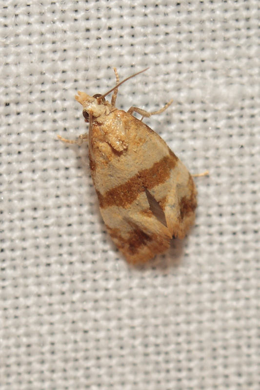 aiutare a identificare piccola falena , Natura Mediterraneo | Forum ...