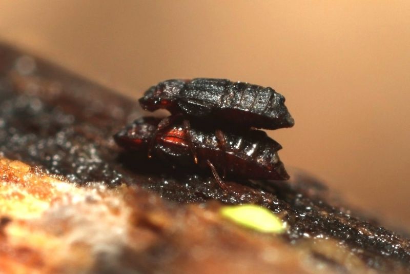 Micropeplus sp. , Natura Mediterraneo | Forum Naturalistico
