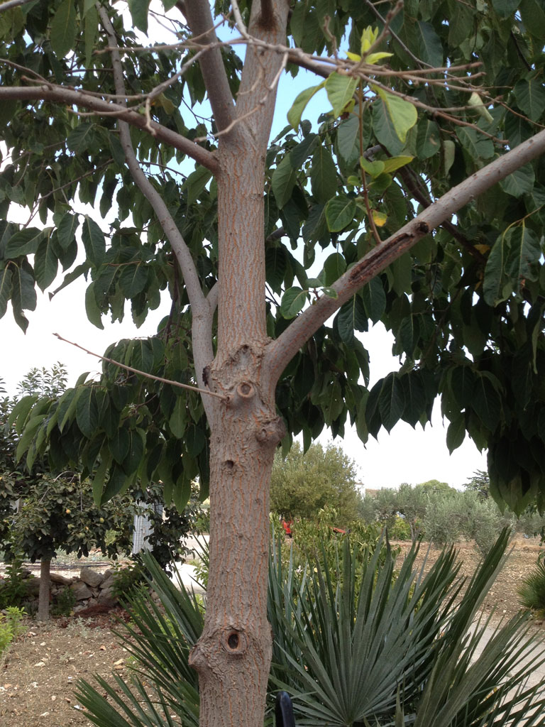 Noce selvatica?! Diospyros non risolto , Natura Mediterraneo | Forum ...