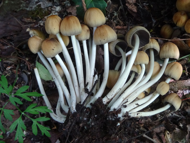 Psathyrella multipedata ? no: Coprinellus sp. , Natura Mediterraneo ...