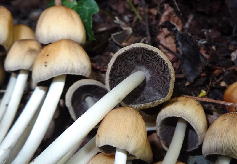 Psathyrella multipedata ? no: Coprinellus sp. , Natura Mediterraneo ...