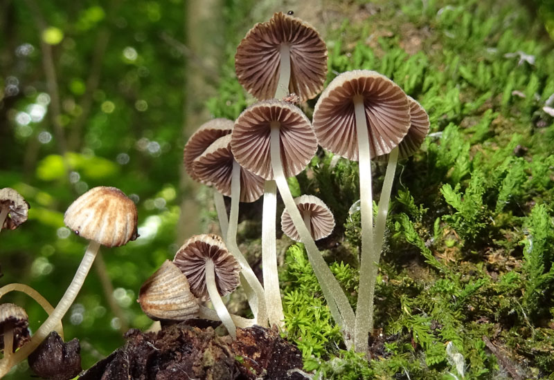 Coprinellus disseminatus ? , Natura Mediterraneo | Forum Naturalistico