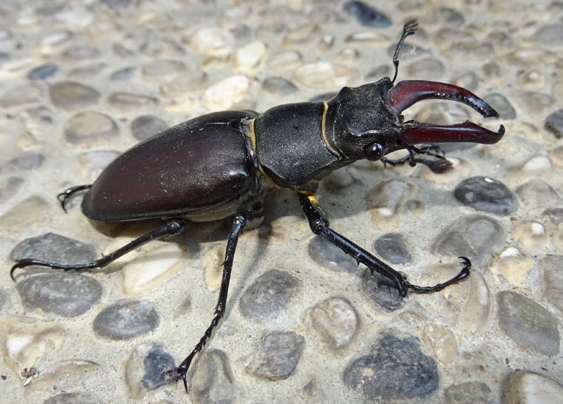 Lucanus cervus - Lucanidae , Natura Mediterraneo | Forum Naturalistico