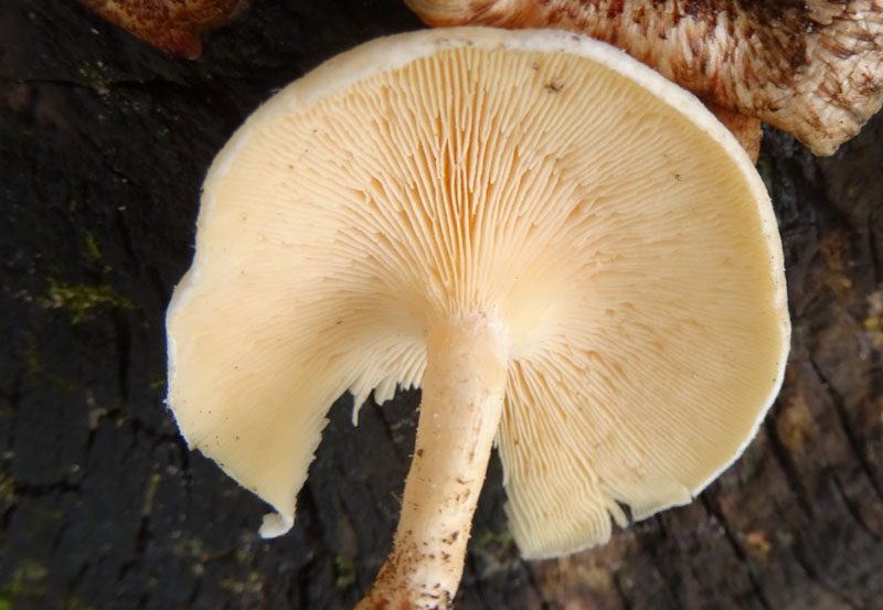 Panus tigrinus , Natura Mediterraneo | Forum Naturalistico