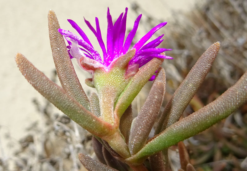 Aizoaceae: cfr. Delosperma cooperi , Natura Mediterraneo | Forum ...