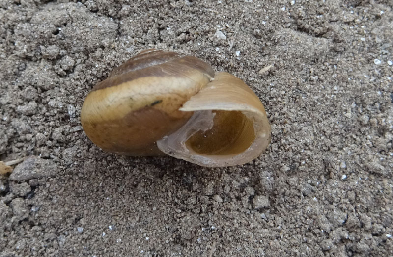 Euomphalia strigella o Monachoides incarnatus ?...Euomphalia , Natura ...