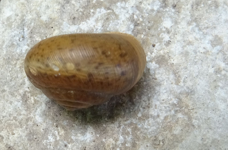 Euomphalia strigella o Monachoides incarnatus ?...Euomphalia , Natura ...