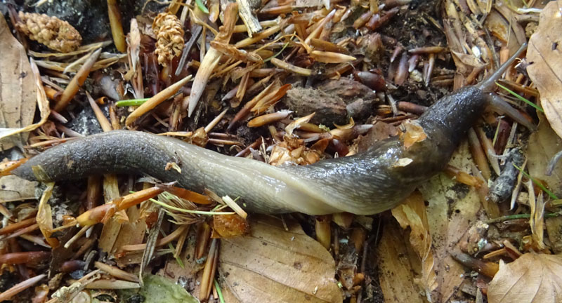 Limacus ? , Natura Mediterraneo | Forum Naturalistico