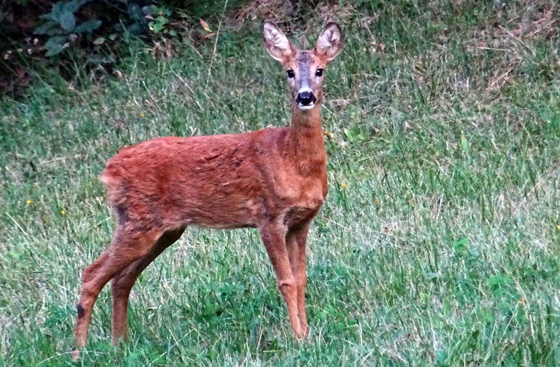 maschio e femmina di capriolo..... , Natura Mediterraneo | Forum ...
