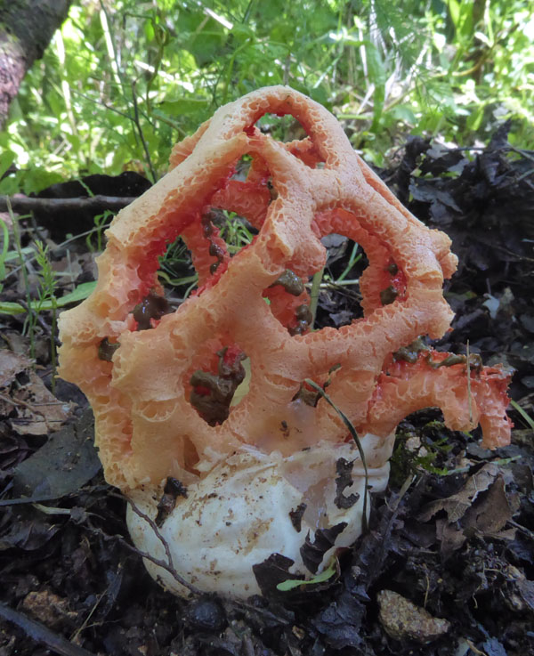 Clathrus ruber - Phallaceae , Natura Mediterraneo | Forum Naturalistico