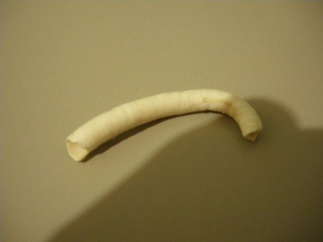 Teredo navalis? , Natura Mediterraneo | Forum Naturalistico