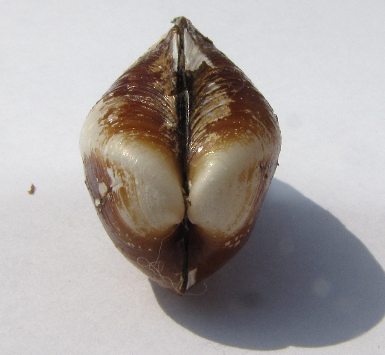 Modiolus adriaticus??? , Natura Mediterraneo | Forum Naturalistico