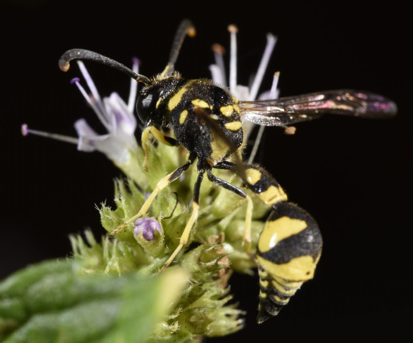 Vespidae Eumeninae: Eumenes mediterraneus, maschio , Natura ...