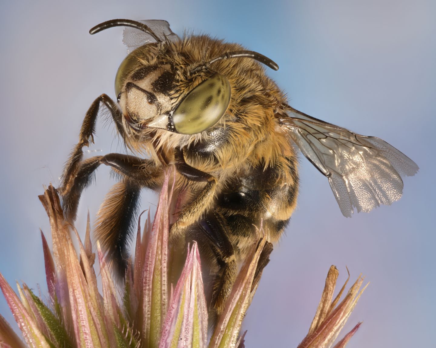 Apidae Anthophorinae: Amegilla garrula ♀ , Natura Mediterraneo | Forum ...