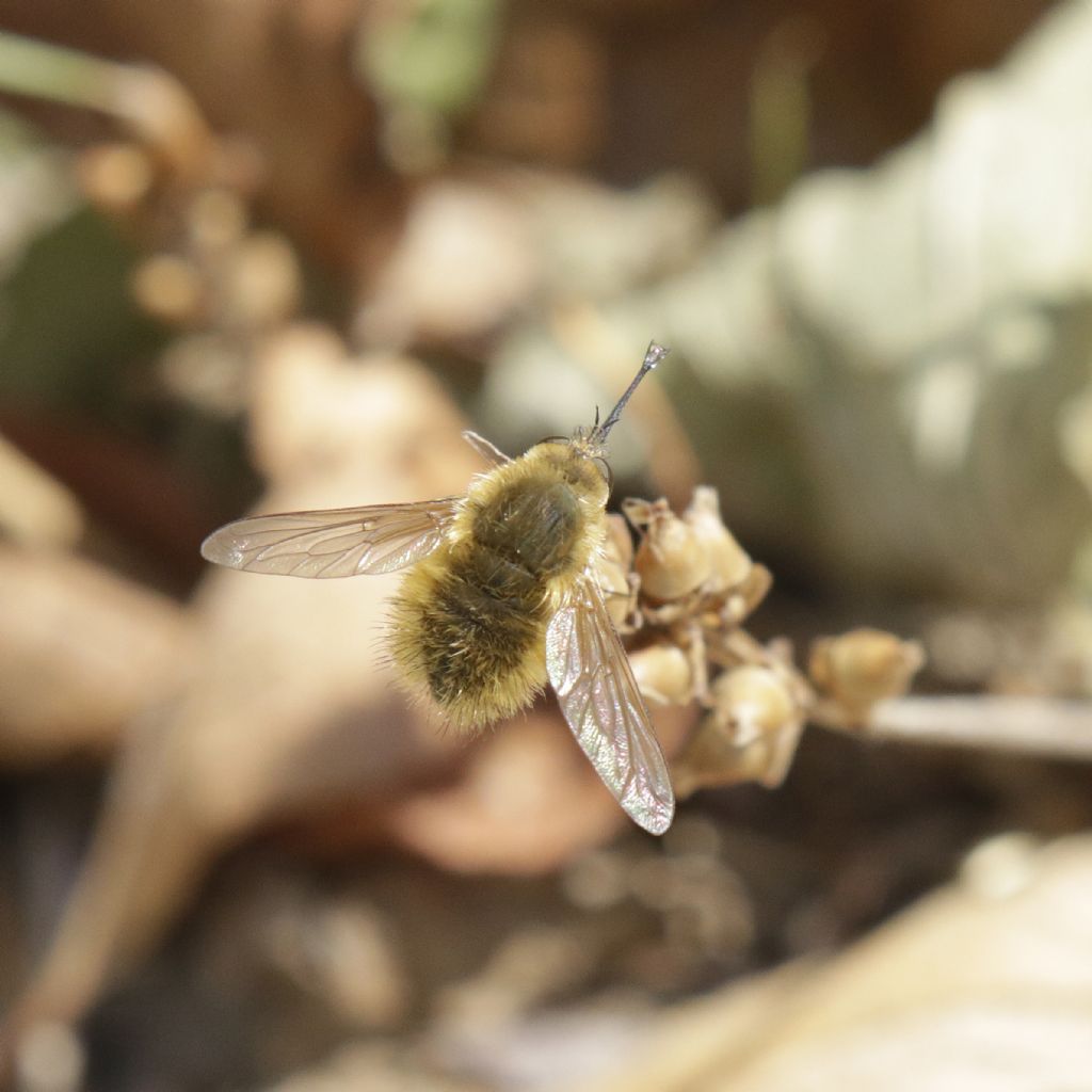 Bombyliidae: Anthrax trifasciatus , Natura Mediterraneo | Forum ...