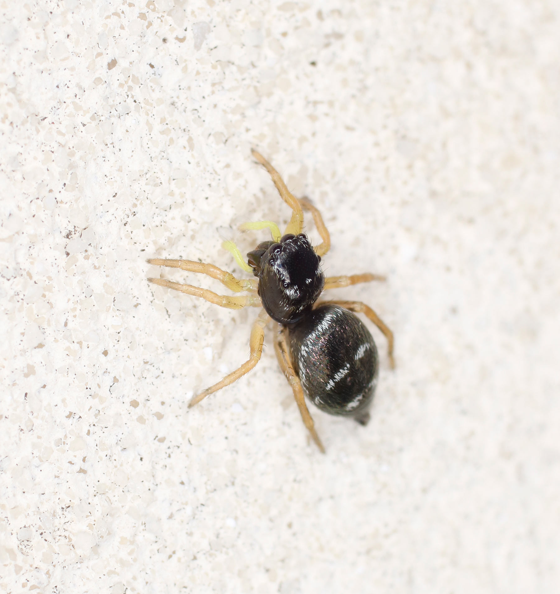 Salticidae da ID , Natura Mediterraneo | Forum Naturalistico