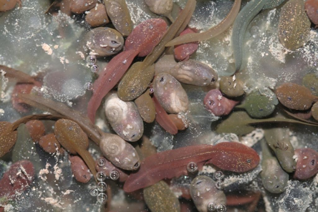 ID girini - Rana temporaria , Natura Mediterraneo | Forum Naturalistico