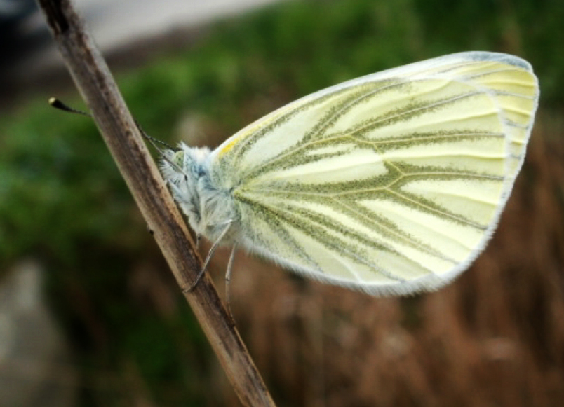 Pieris napi , Natura Mediterraneo | Forum Naturalistico