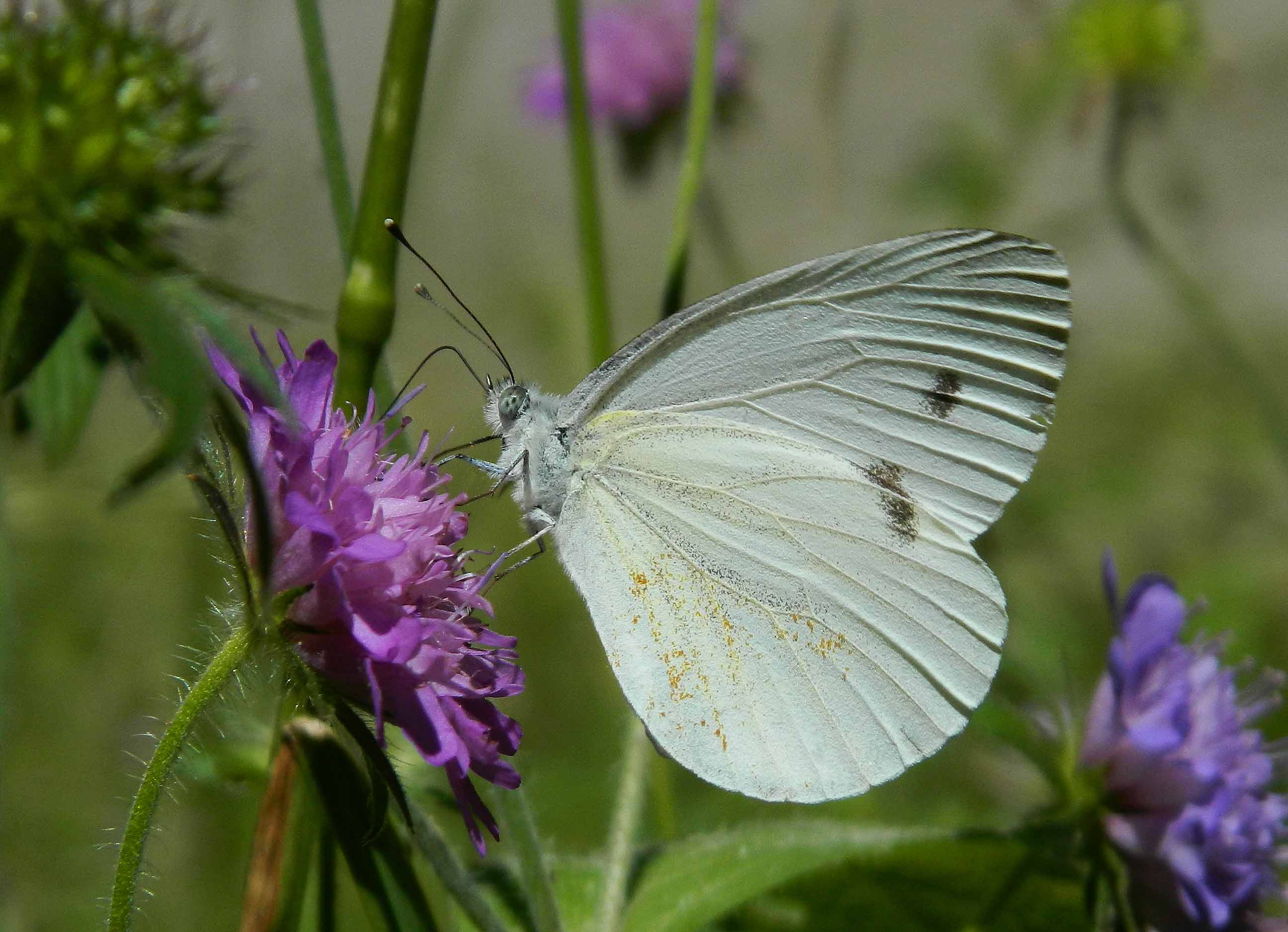 Pieris napi , Natura Mediterraneo | Forum Naturalistico