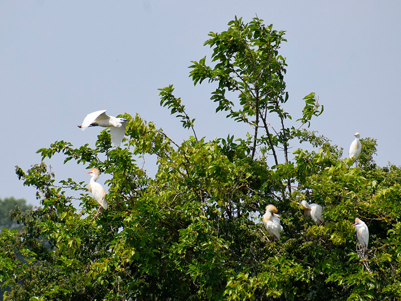 Un po' di Aironi rossi , Natura Mediterraneo | Forum Naturalistico