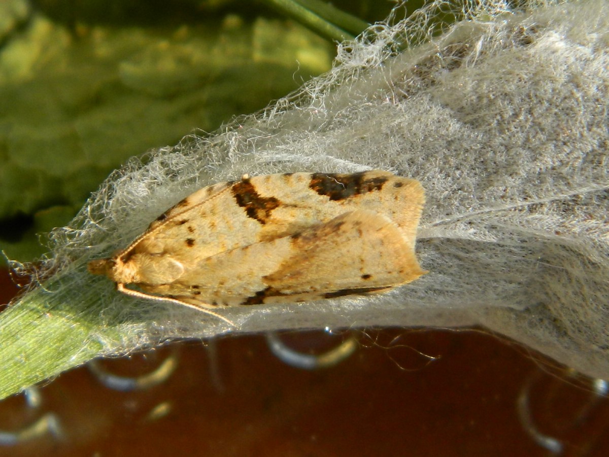 Larva, pupa e imago di Tortricidae: Clepsis spectrana , Natura ...