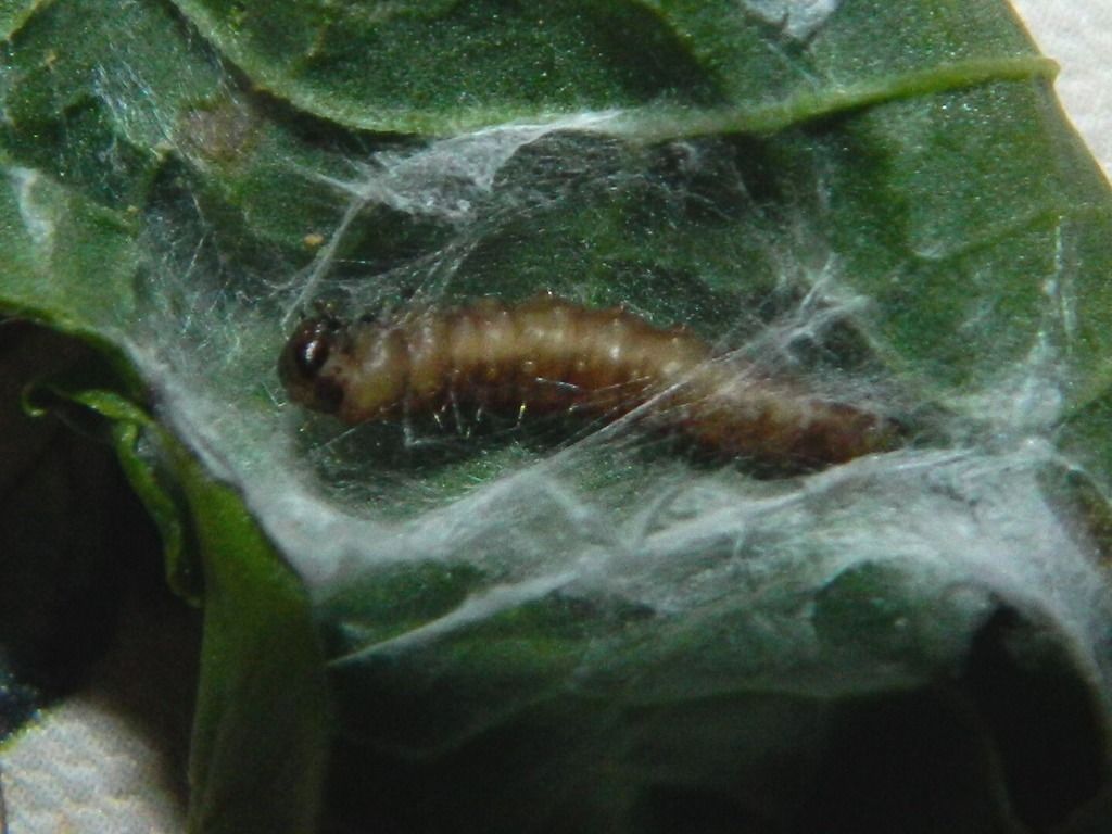 Larva, pupa e imago di Tortricidae: Clepsis spectrana , Natura ...