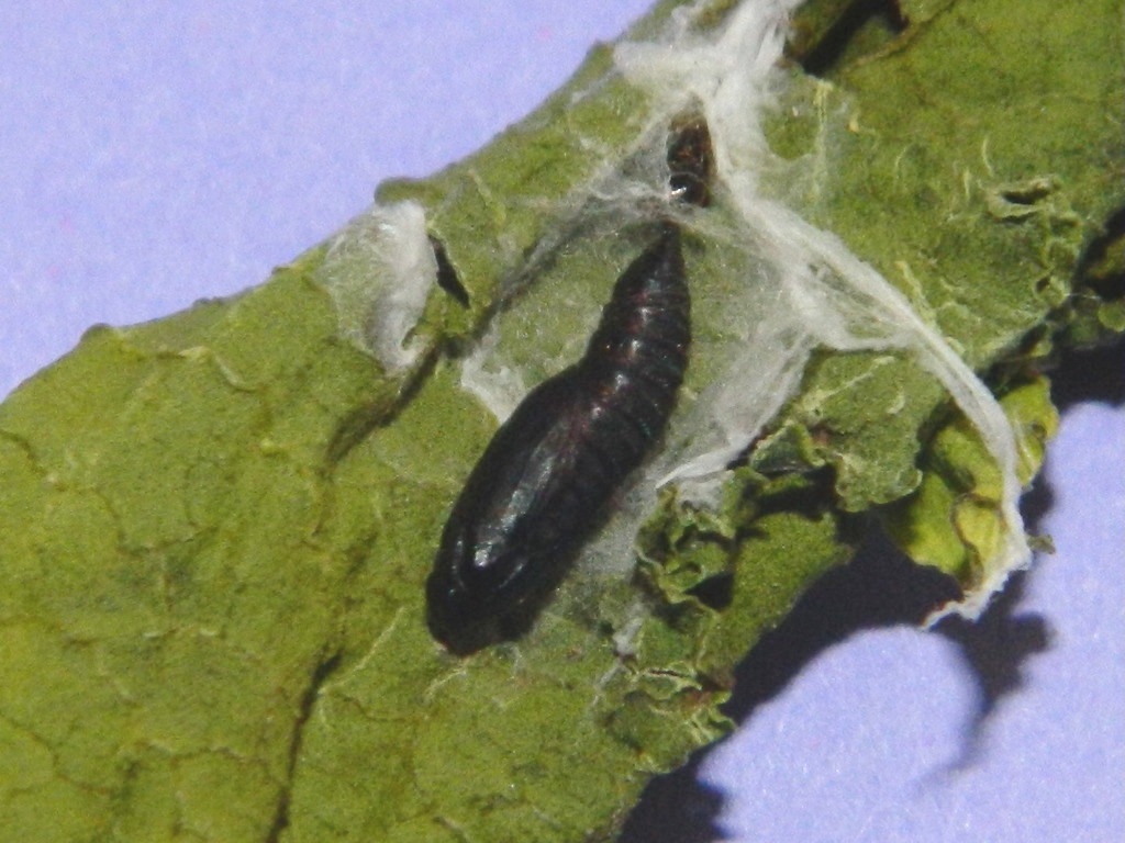Larva, pupa e imago di Tortricidae: Clepsis spectrana , Natura ...
