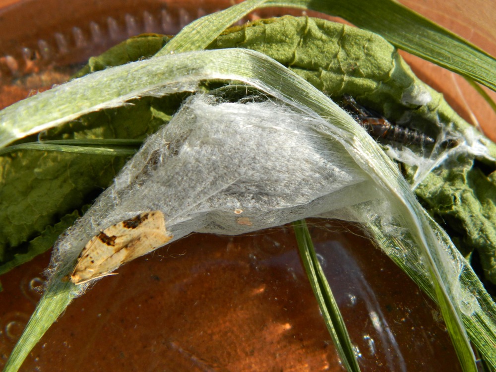 Larva, pupa e imago di Tortricidae: Clepsis spectrana , Natura ...