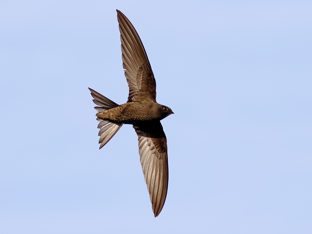 Rondone , Natura Mediterraneo | Forum Naturalistico
